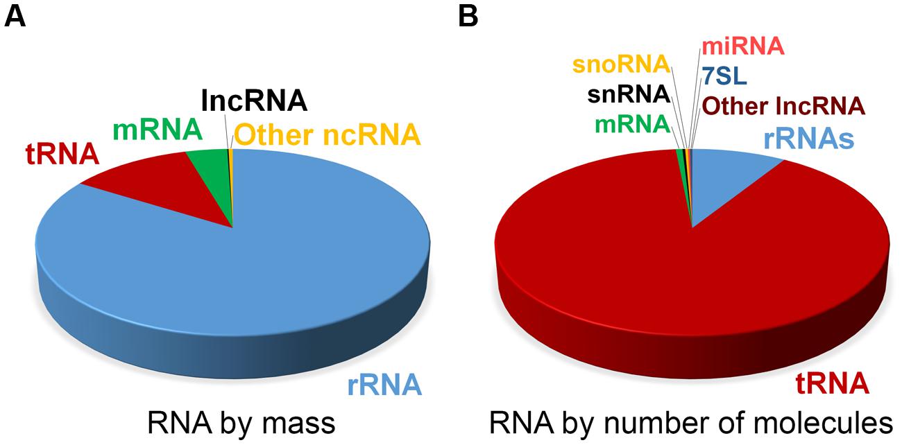 Frontiers Non coding RNA What Is Functional And What Is Junk Genetics