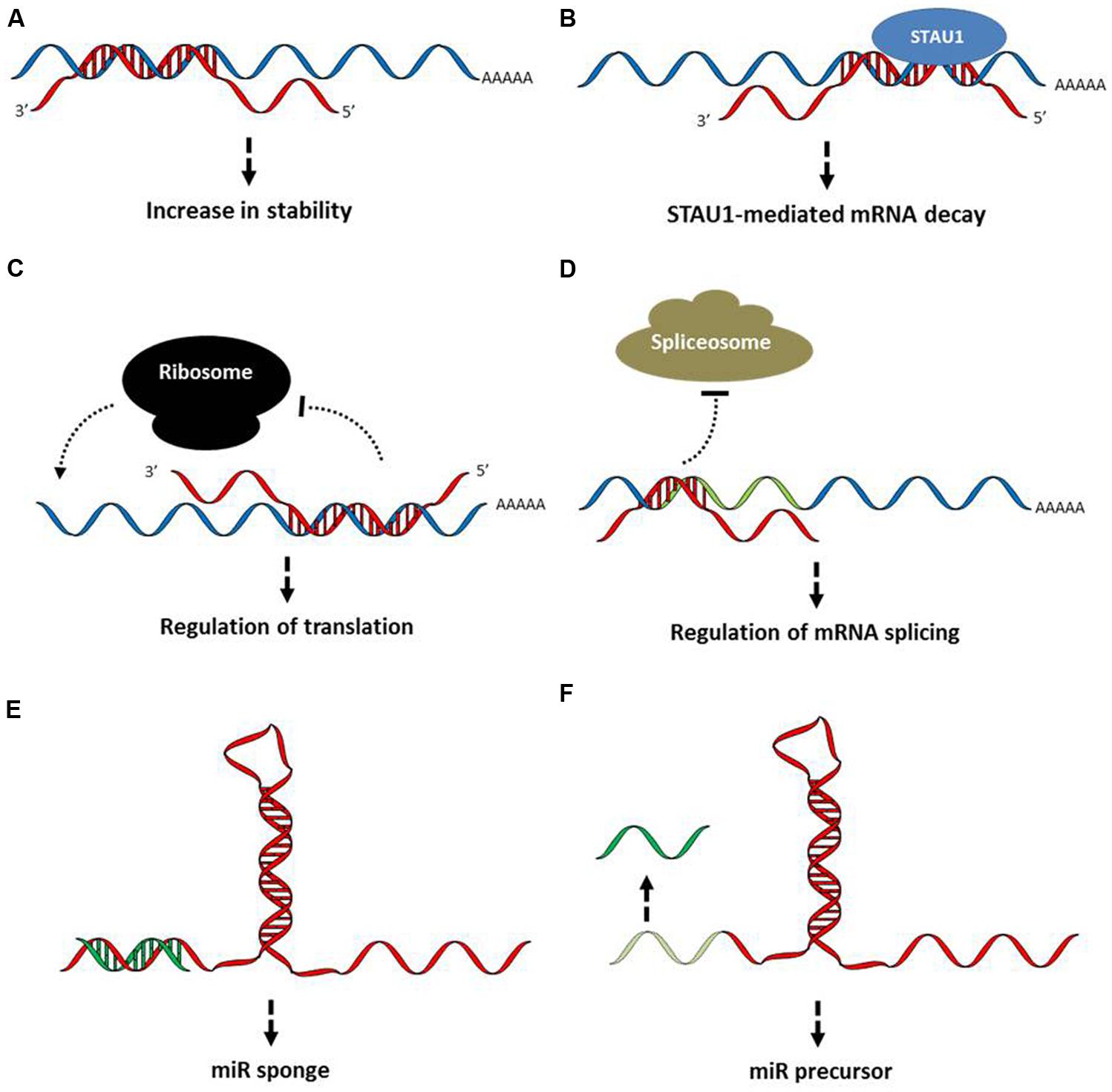 Frontiers The Role Of Long Non Coding Rnas In Genome Formatting And