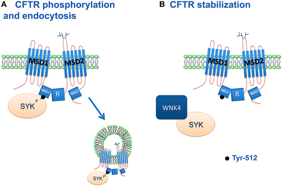 Frontiers Regulatory Crosstalk By Protein Kinases On Cftr Trafficking