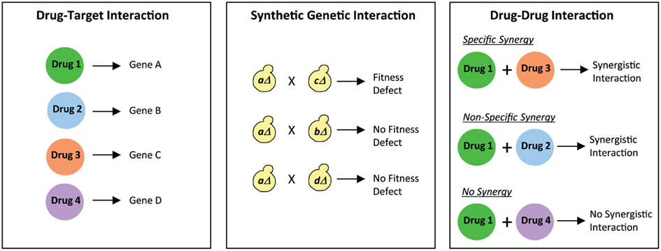 Drug synergism; Drug Potentiation Drug synergism; Drug Potentiation