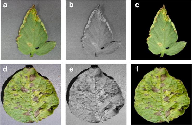 Frontiers Using Deep Learning For Image Based Plant Disease Detection Plant Science