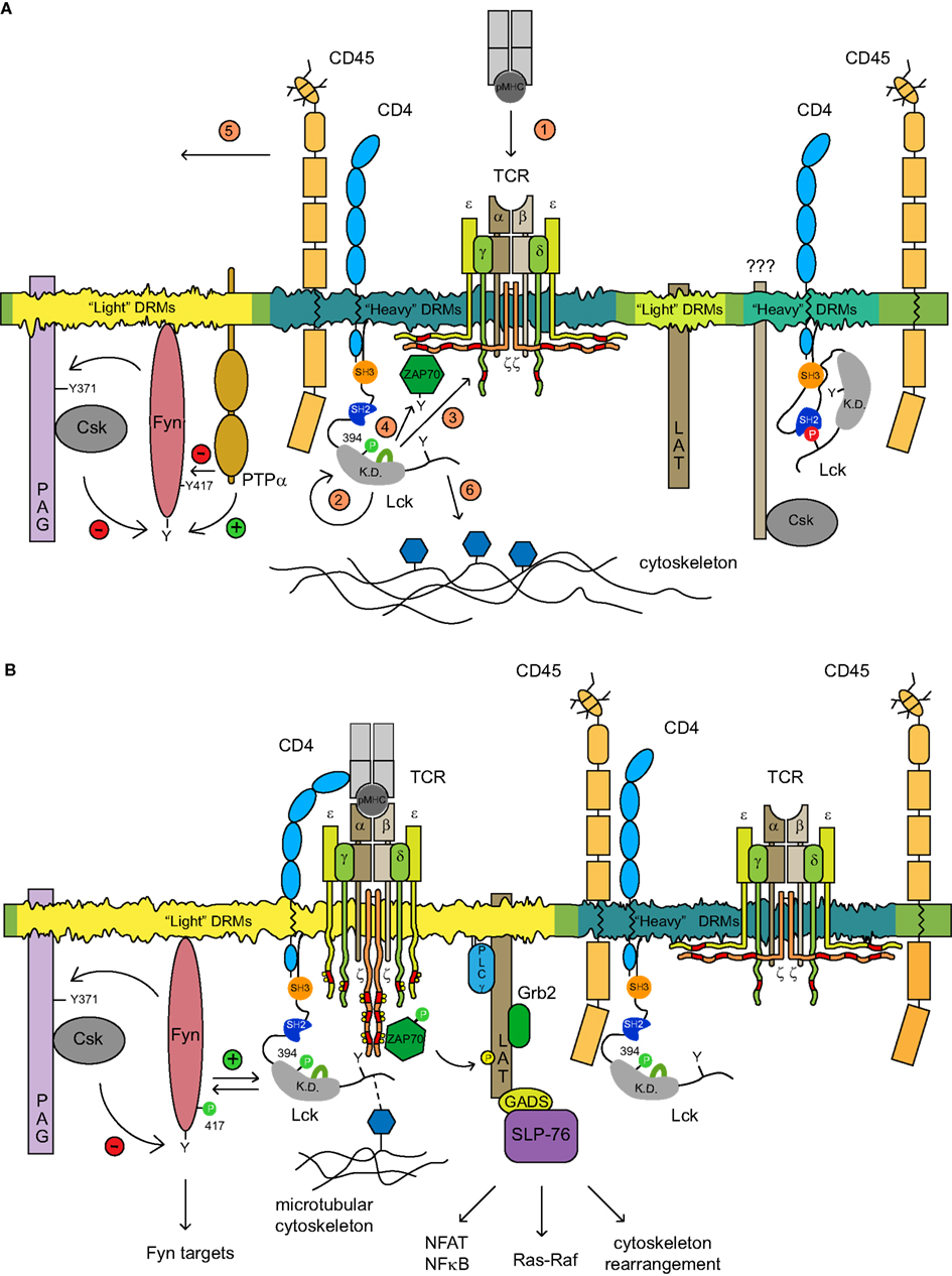 Membrane Microdomains; Lipid Rafts, Cell Membrane Membrane Microdomains; Lipid Rafts, Cell Membrane