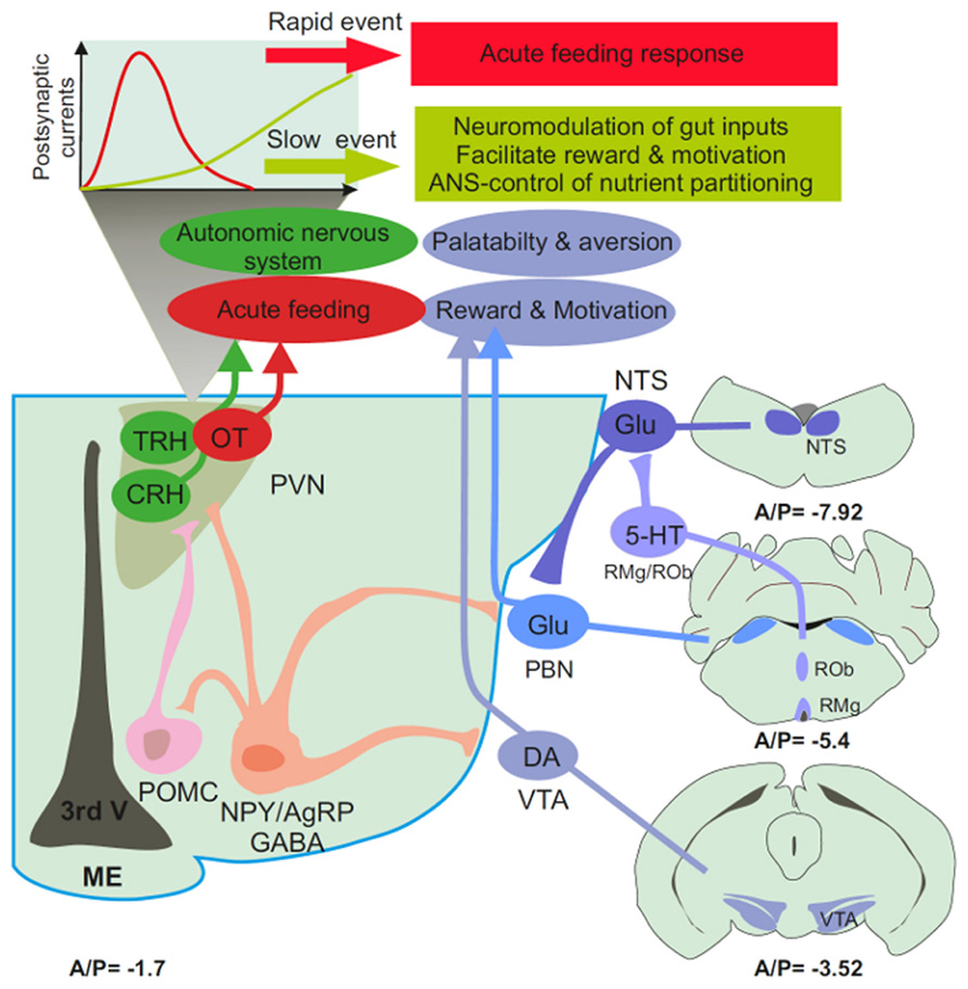 Frontiers Arcuate Agrp Neurons And The Regulation Of Energy Balance