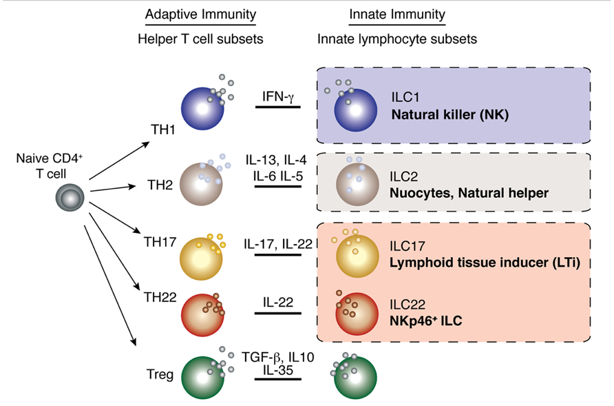 T-lymphocyte subsets; T-Cell Subsets T-lymphocyte subsets; T-Cell Subsets
