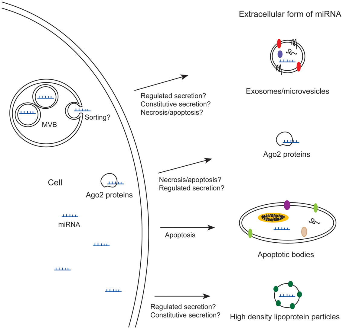 Frontiers Exosomal Mirnas As Biomarkers For Prostate Cancer Genetics