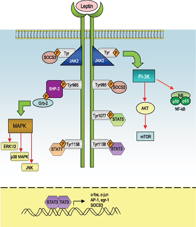 Receptors Leptin Antigens Cd295 Cd295 Antigens Leptin Receptors