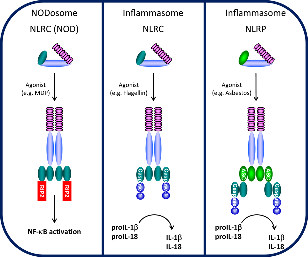 Nod2 Signaling Adaptor Protein; Nucleotide Oligomerization Domain 2 Protein Nod2 Signaling Adaptor Protein; Nucleotide Oligomerization Domain 2 Protein
