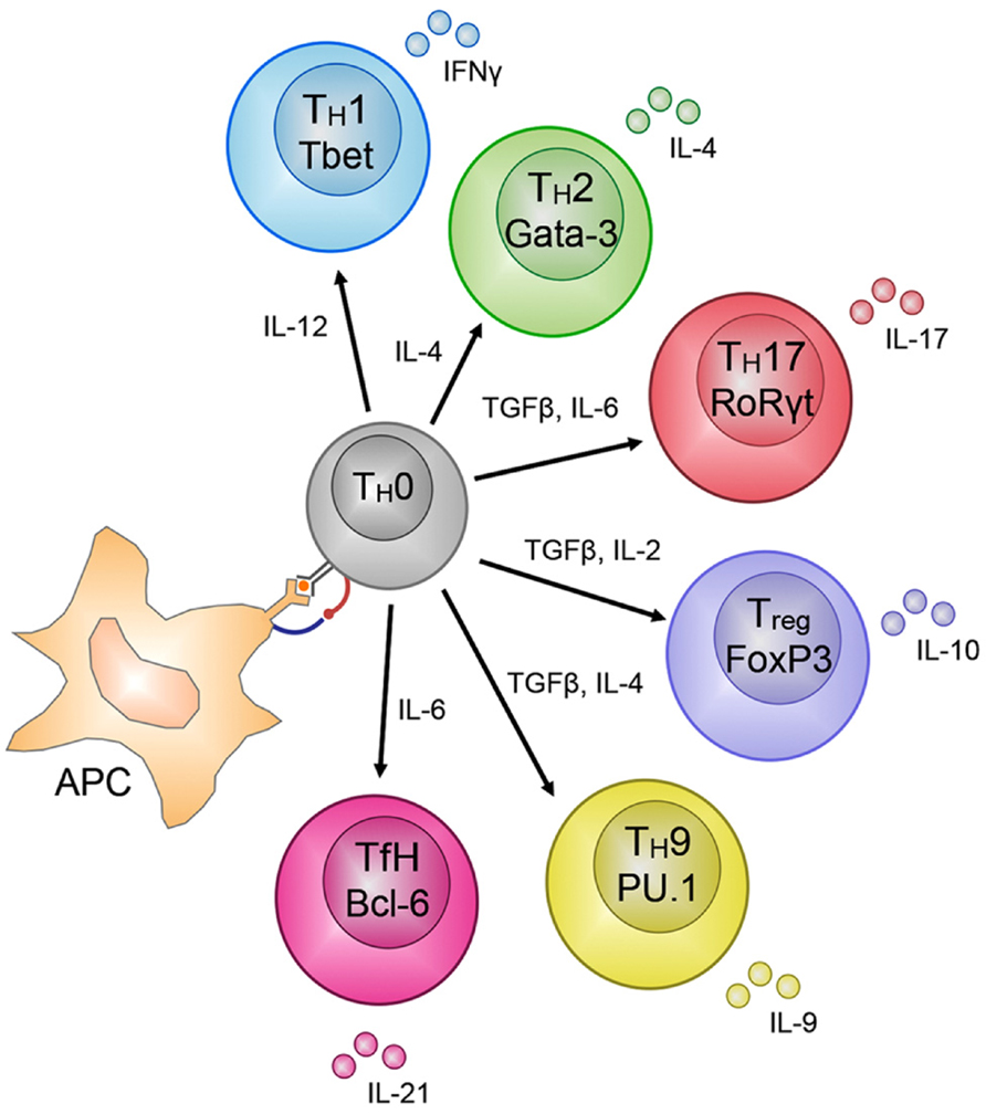 T-lymphocyte subsets; T-Cell Subsets T-lymphocyte subsets; T-Cell Subsets