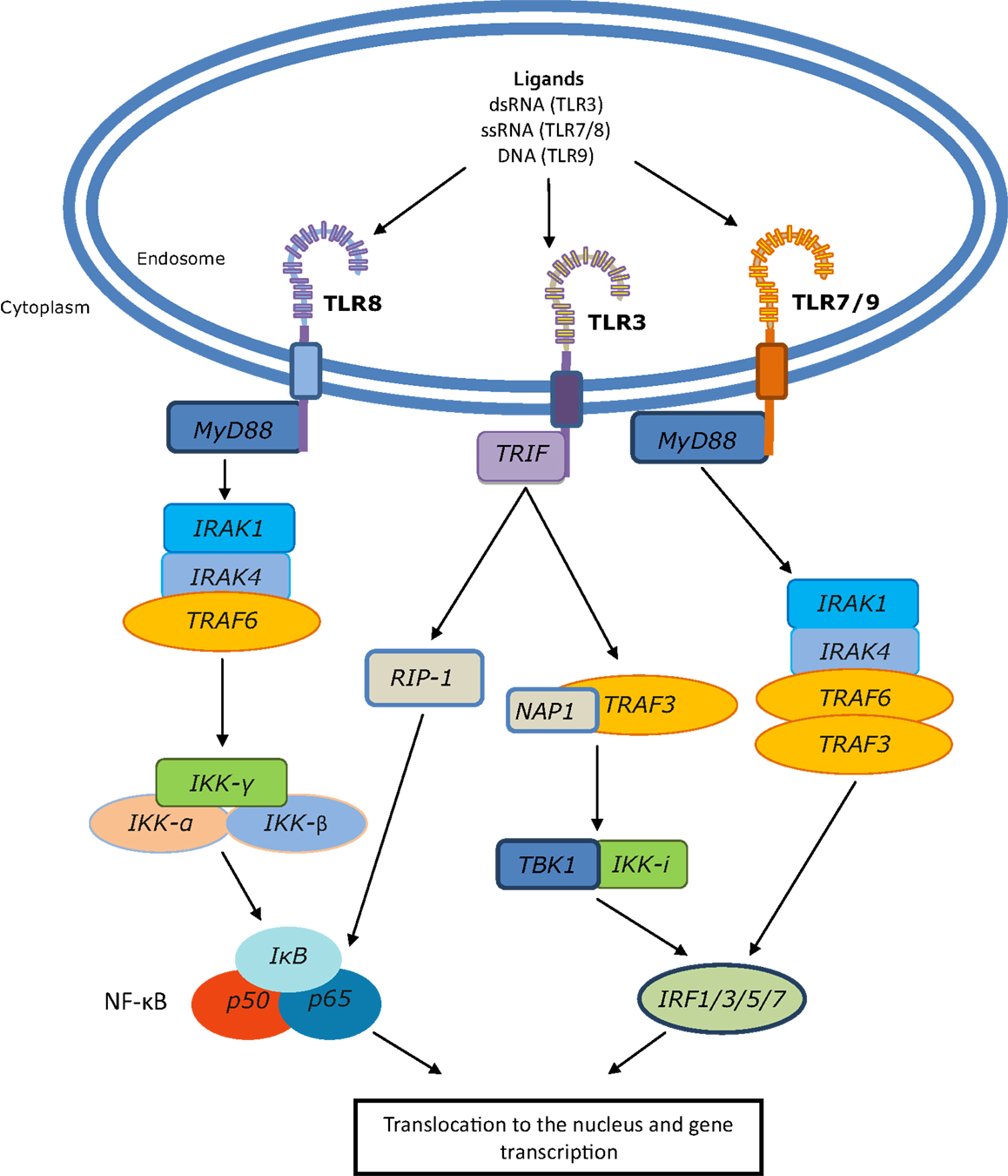 Toll-Like Receptor 8 Toll-Like Receptor 8