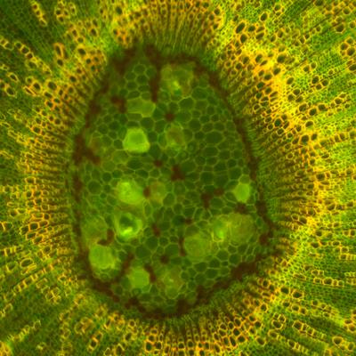 Mechanistic Insights into Plant Biomechanical and Biochemical ...