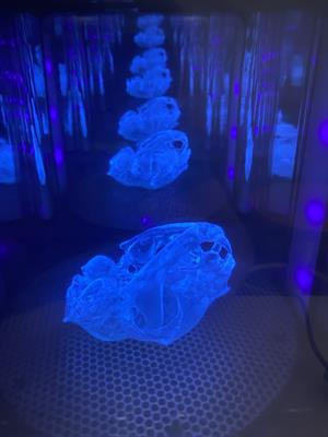 3D Printing and Virtual Surgery in Veterinary Dentistry and ...