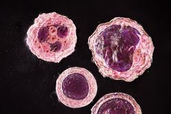 Exploring Immunometabolism: Metabolic Pathway and Immune Response in ...