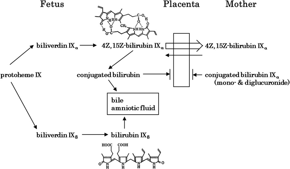 Frontiers Fetal And Neonatal Bilirubin Metabolism