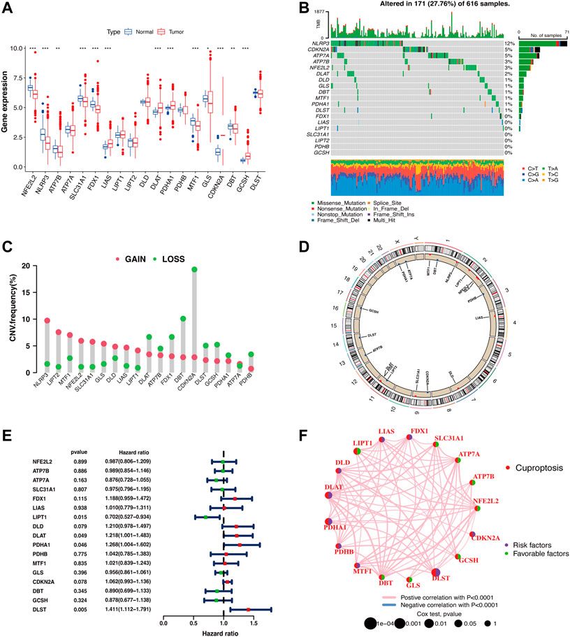 Frontiers Molecular Subtypes Based On Cuproptosis Related Genes And