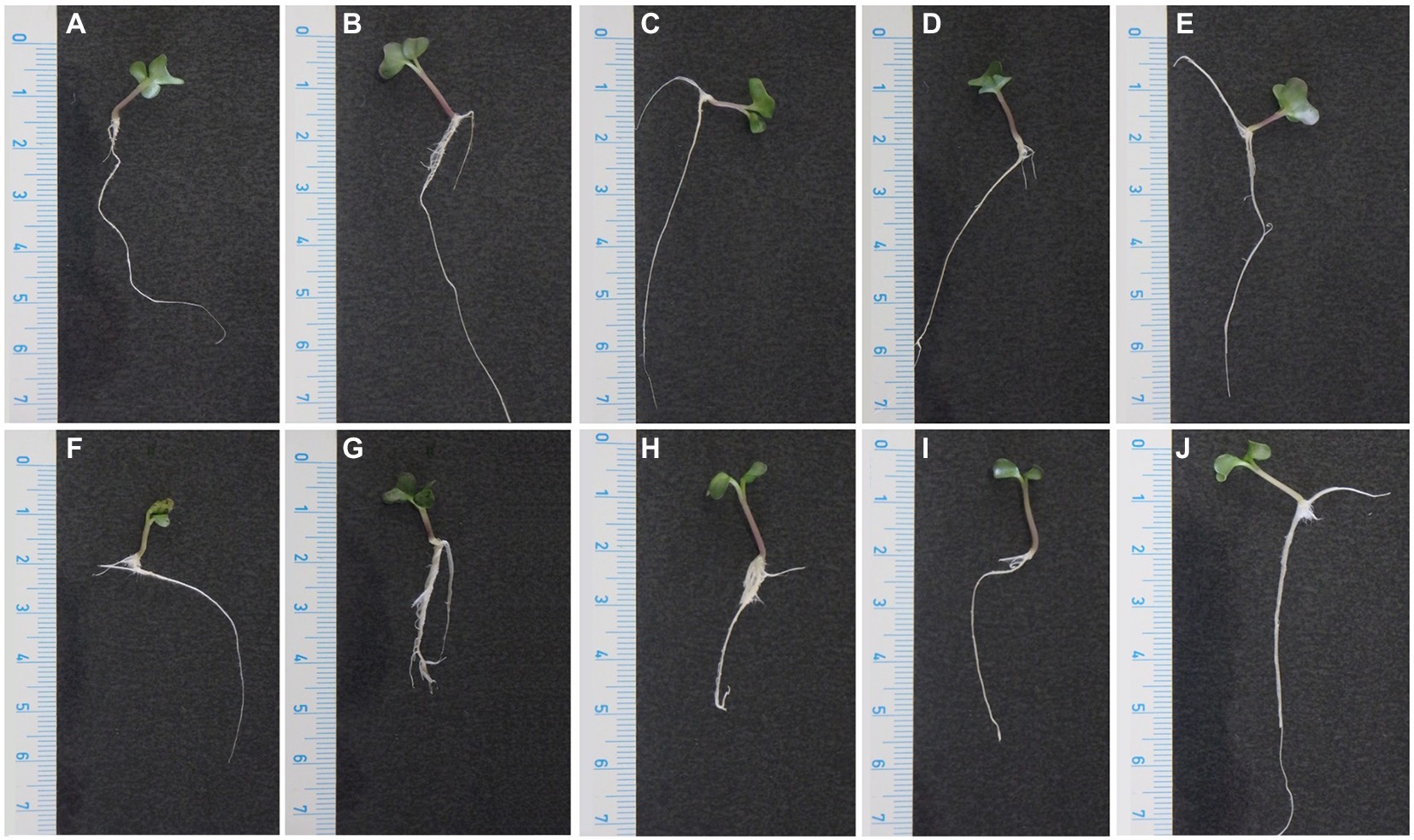 Frontiers Combined Effect Of Thyme And Clove Phenolic Compounds On