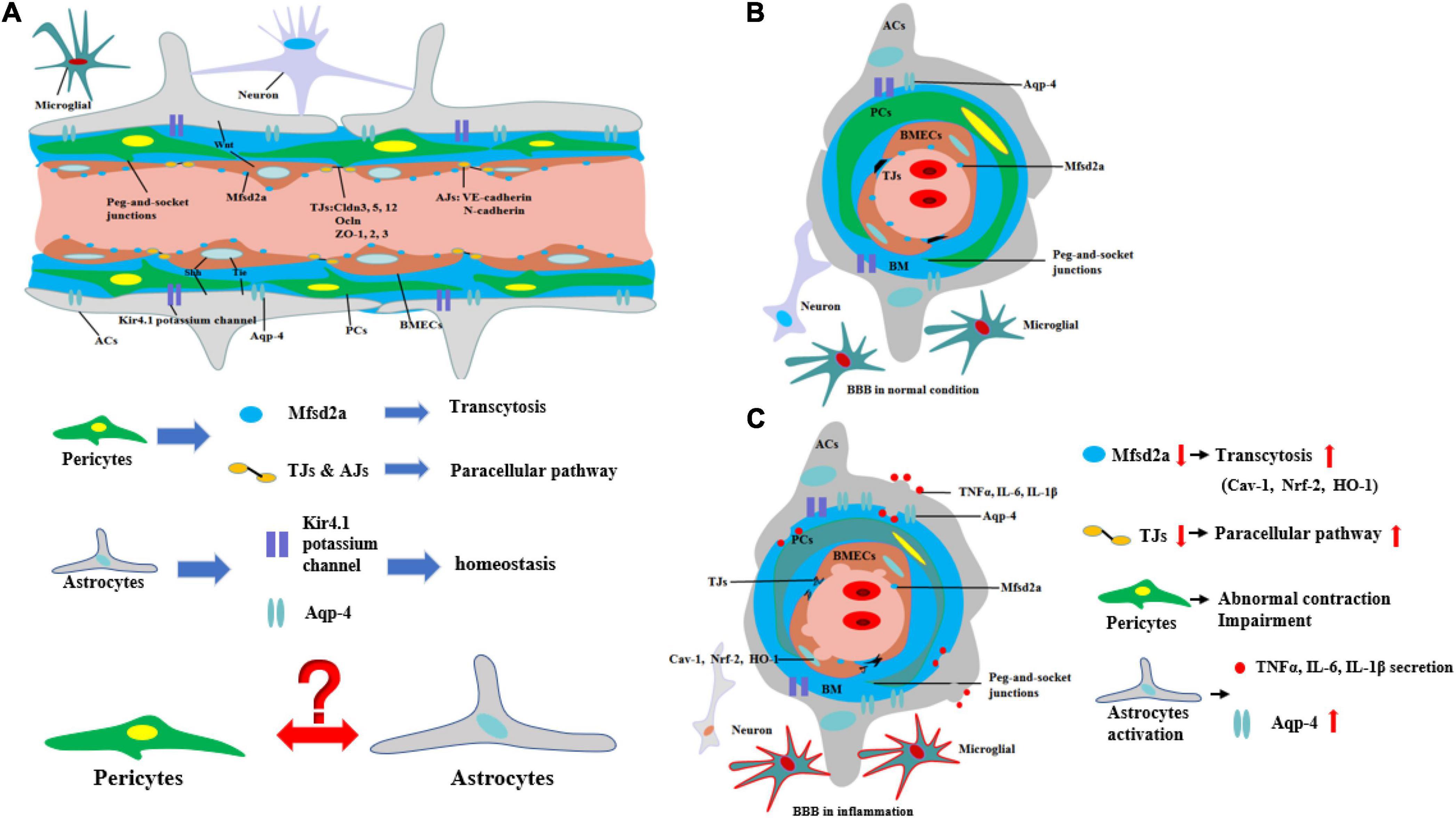 Frontiers New Insight Into Neurological Degeneration Inflammatory