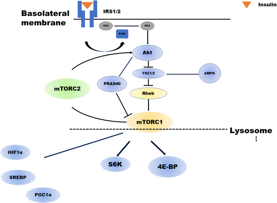 MTOR Signaling Pathway Definition, Types, Mechanism, And, 51% OFF MTOR Signaling Pathway Definition, Types, Mechanism, And, 51% OFF