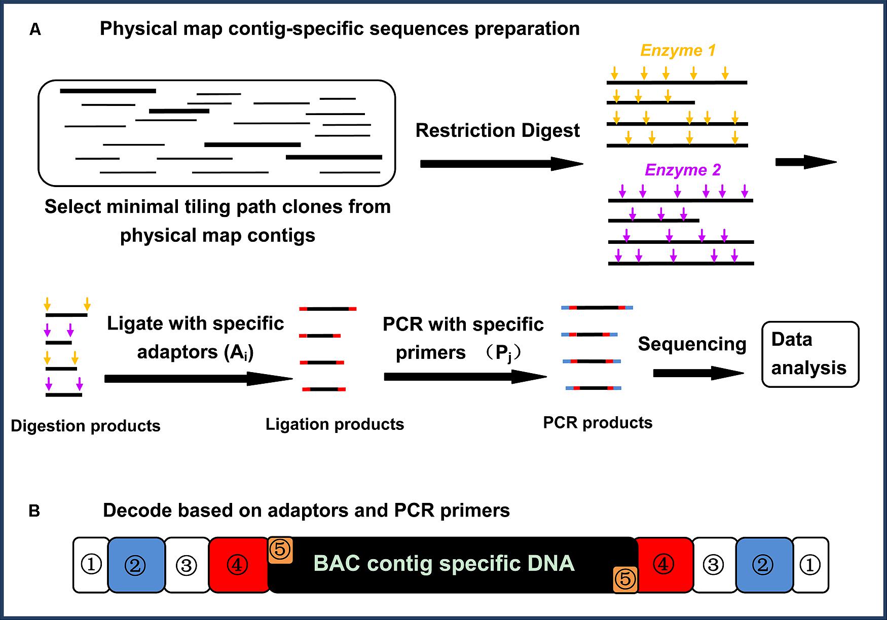 Frontiers Generation Of Physical Map Contig Specific Sequences