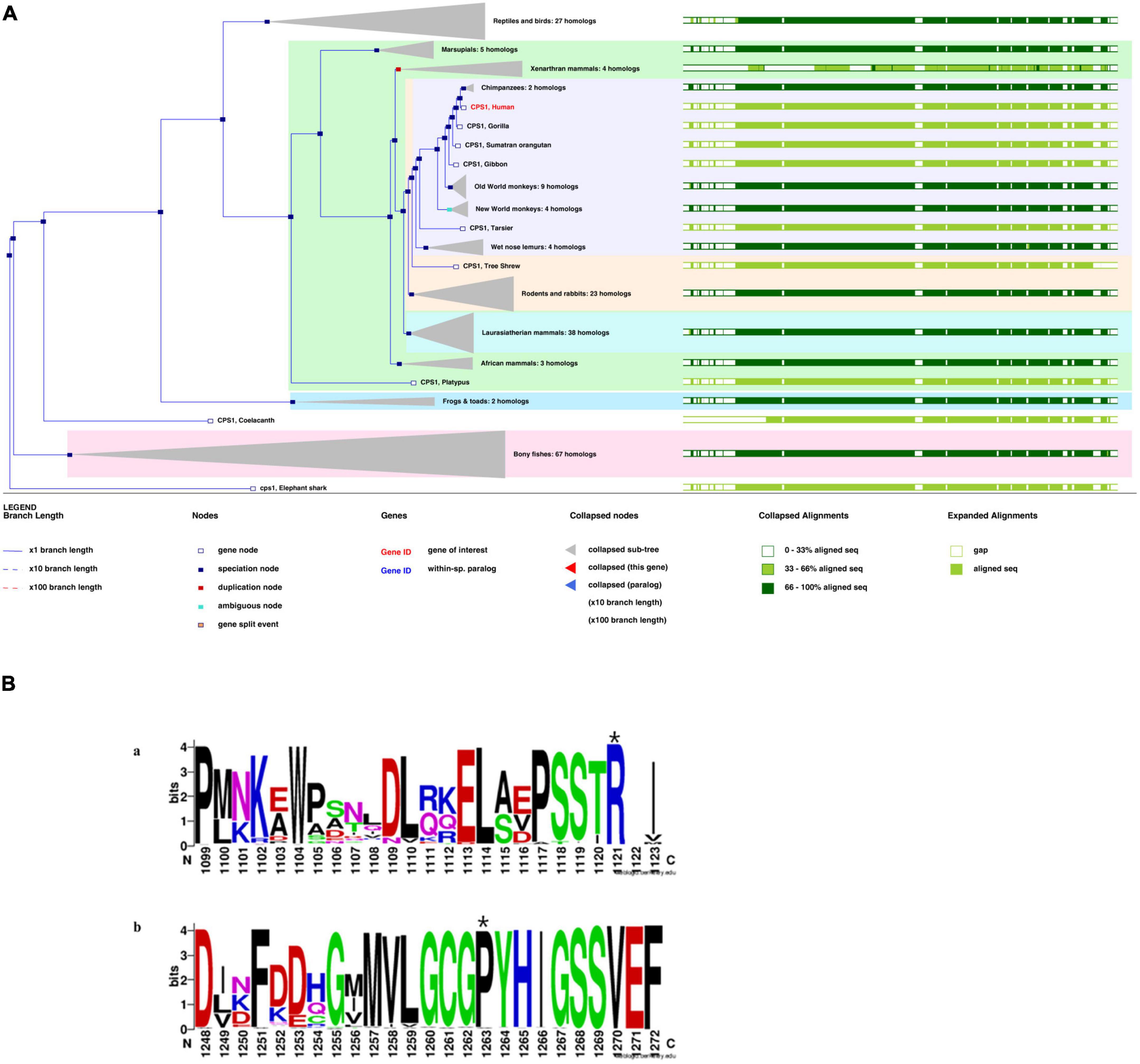 Frontiers Novel Pathogenic Variant c 2947C T Of The Carbamoyl 