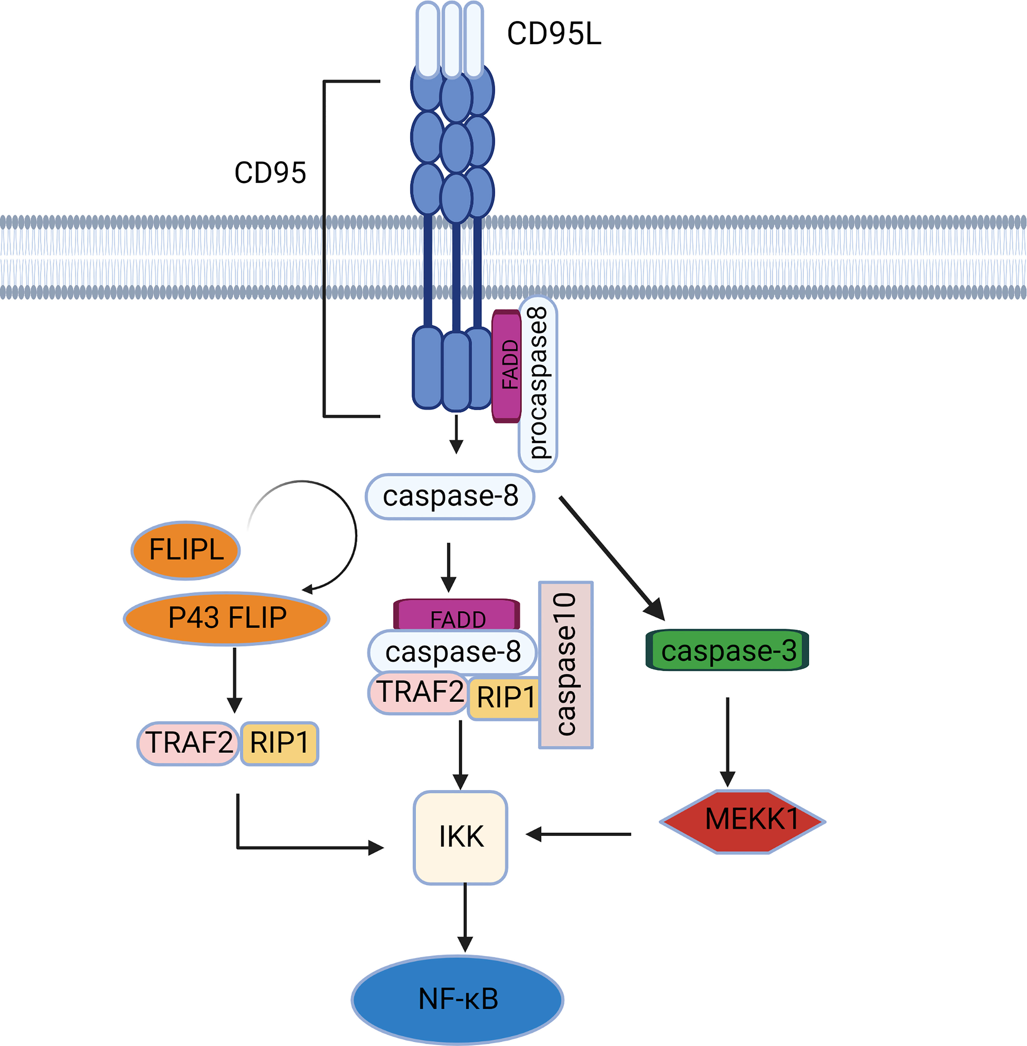 Frontiers The Dual Role Of The Cd95 And Cd95l Signaling Pathway In