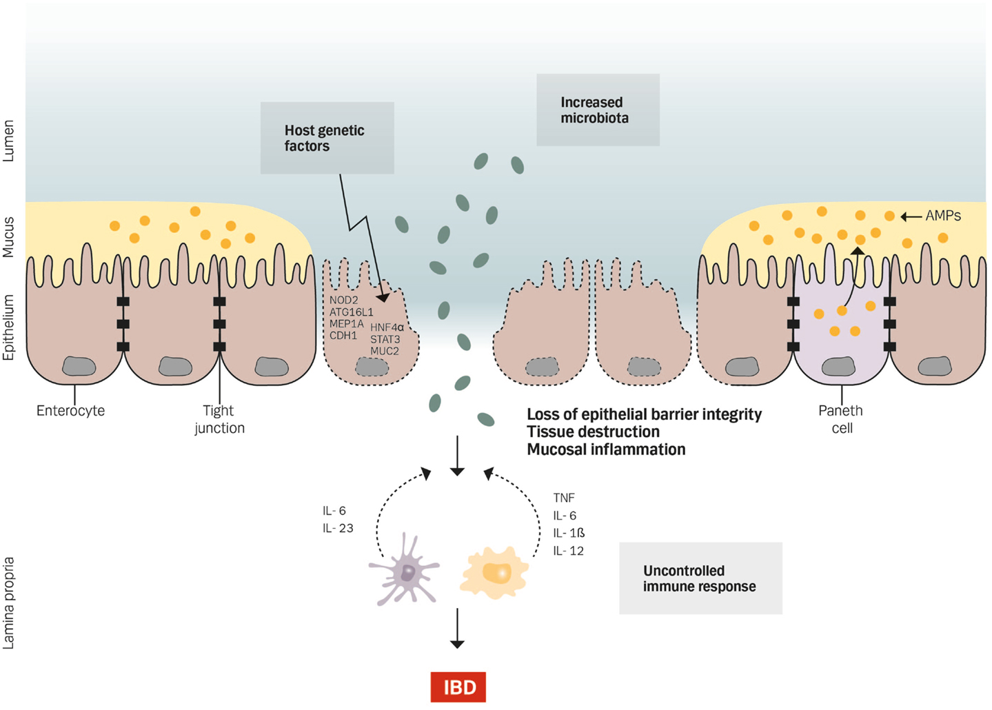 Frontiers | Intestinal Epithelium in Inflammatory Bowel Disease Frontiers | Intestinal Epithelium in Inflammatory Bowel Disease