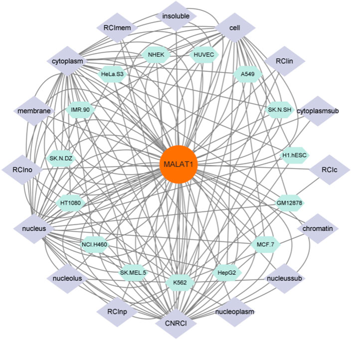 Frontiers Mechanistic Studies Of MALAT1 In Respiratory Diseases