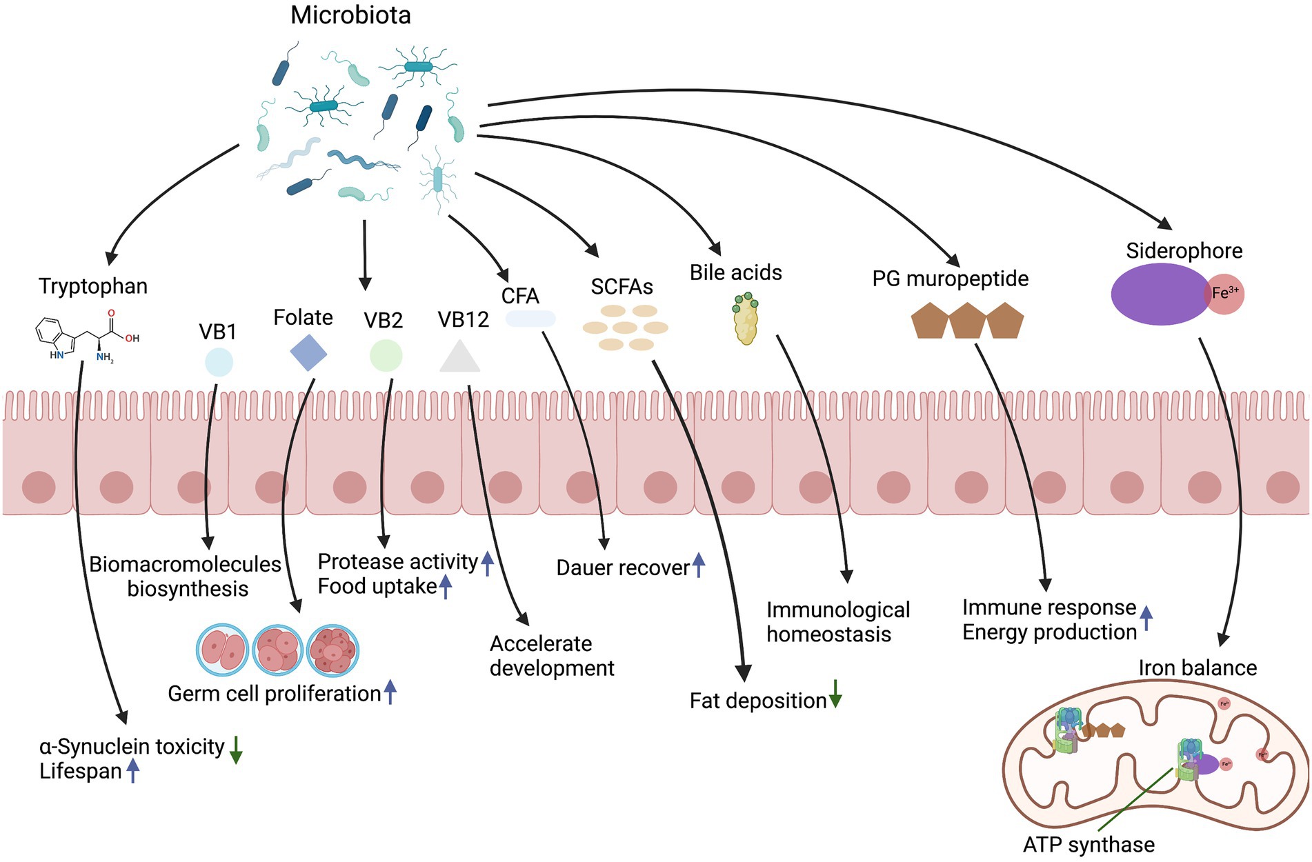 Frontiers Microbiota derived Metabolites In Regulating The 