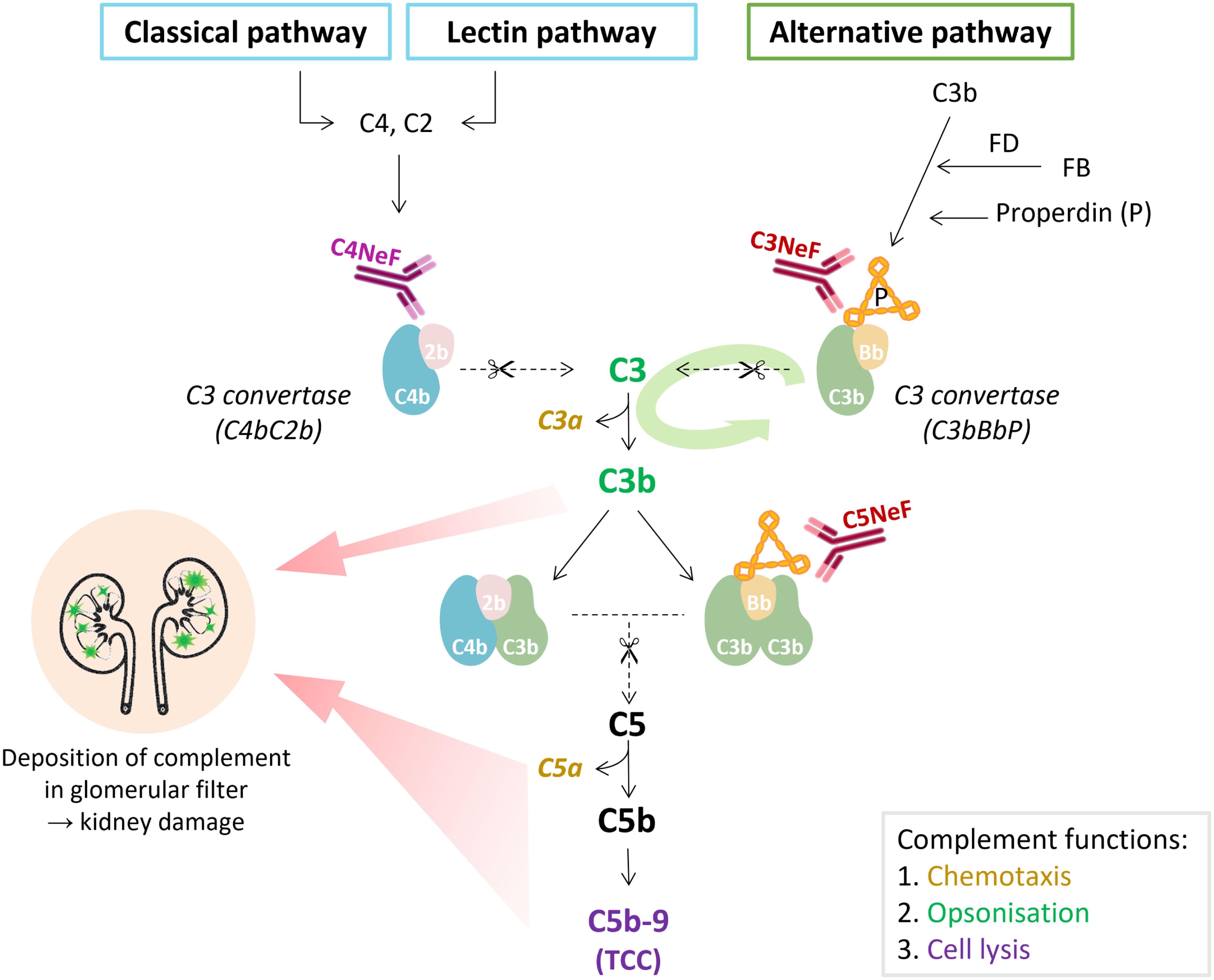 Frontiers | Challenges in diagnostic testing of nephritic factors