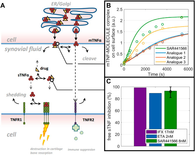 Frontiers | An orally available small molecule that targets soluble TNF ...
