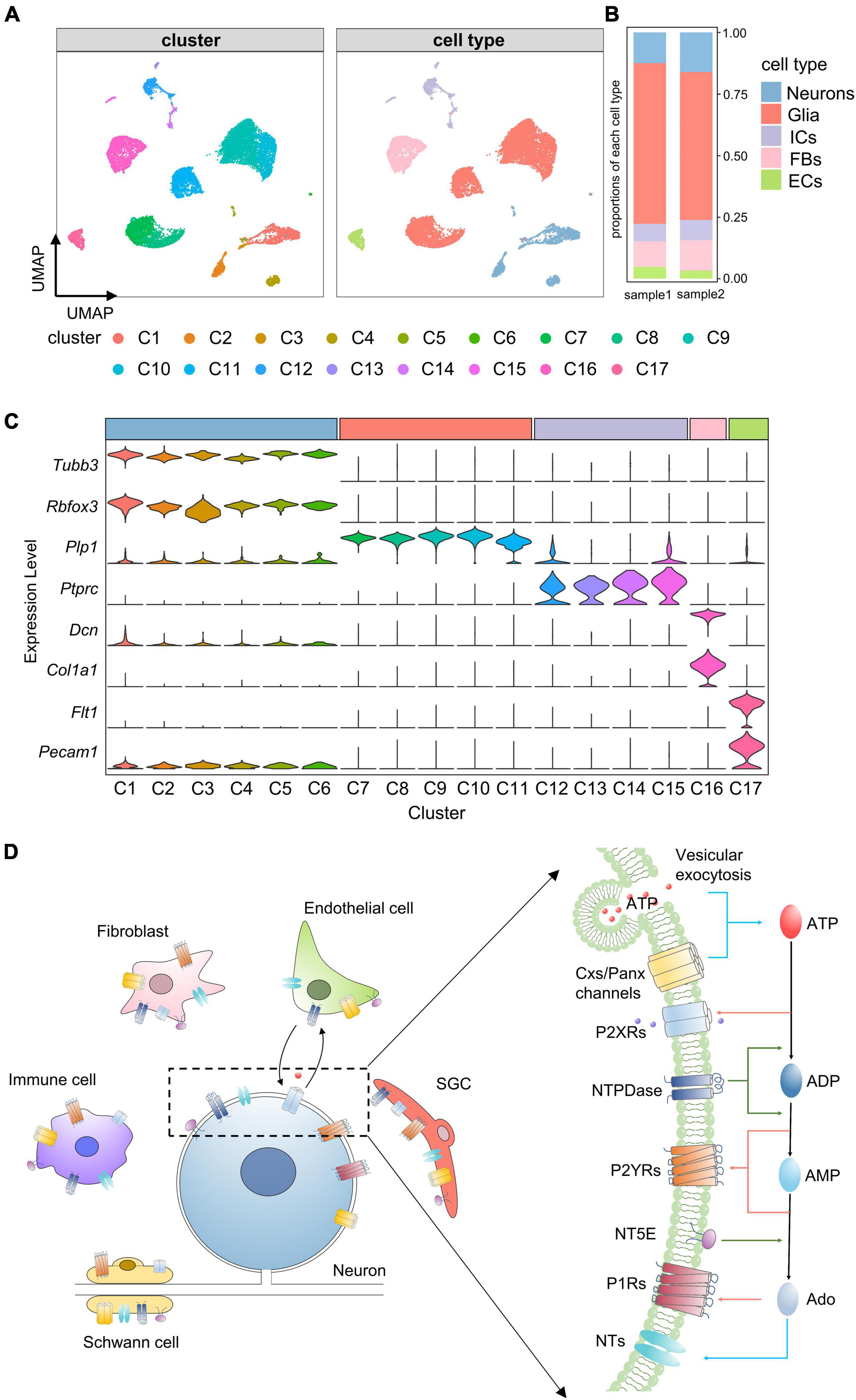 Frontiers Single Cell Rna Sequencing Reveals Distinct 48 Off