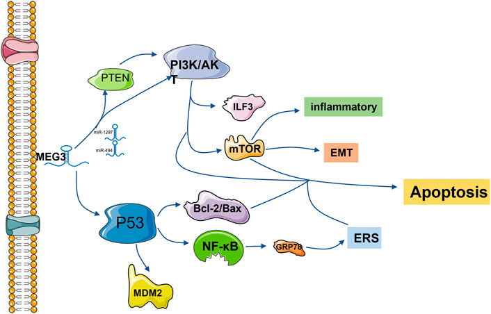 Frontiers Lncrna Meg3 Potential Stock For Precision Treatment Of