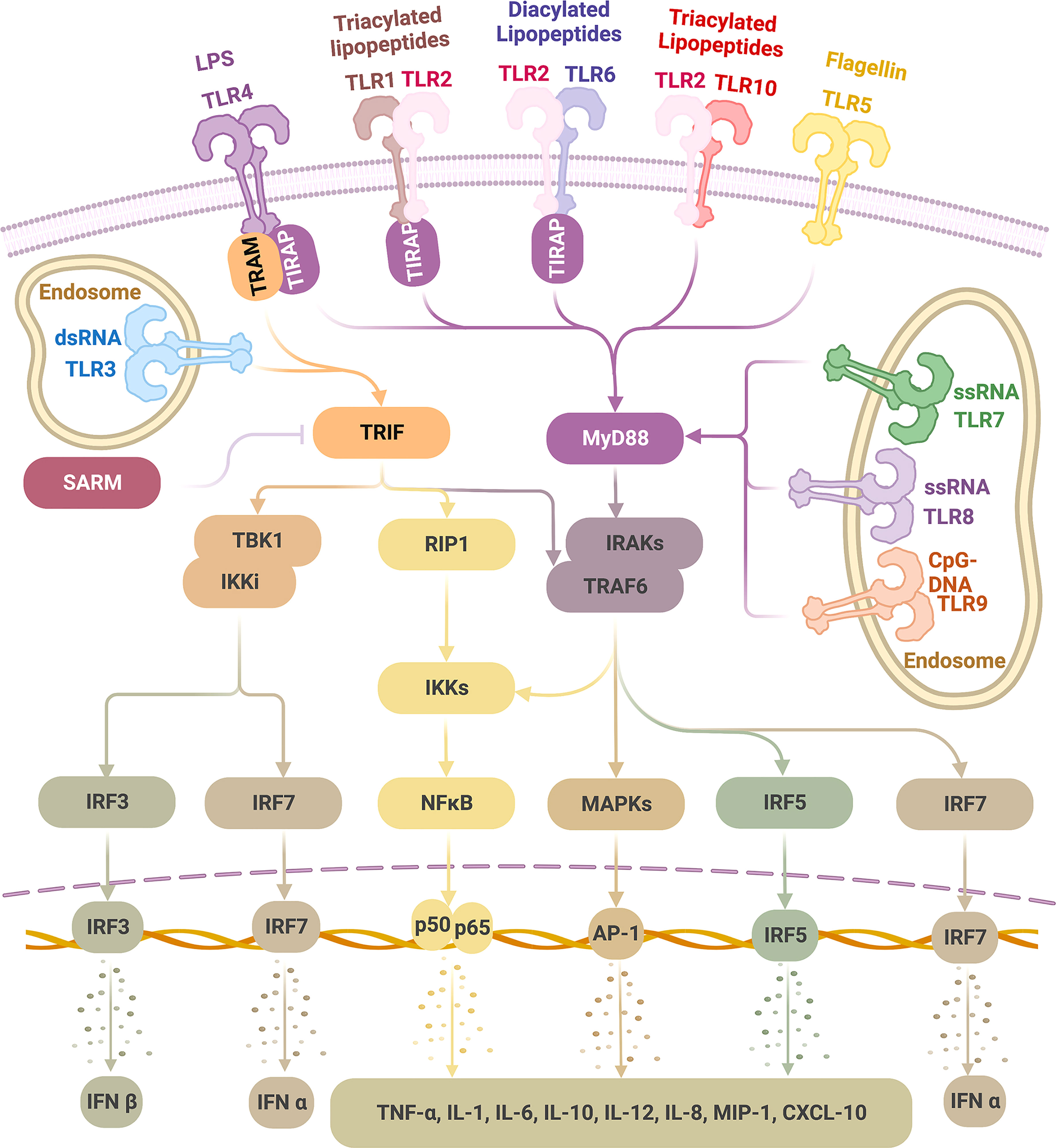 Frontiers Toll like Receptor targeted Anti tumor Therapies Advances