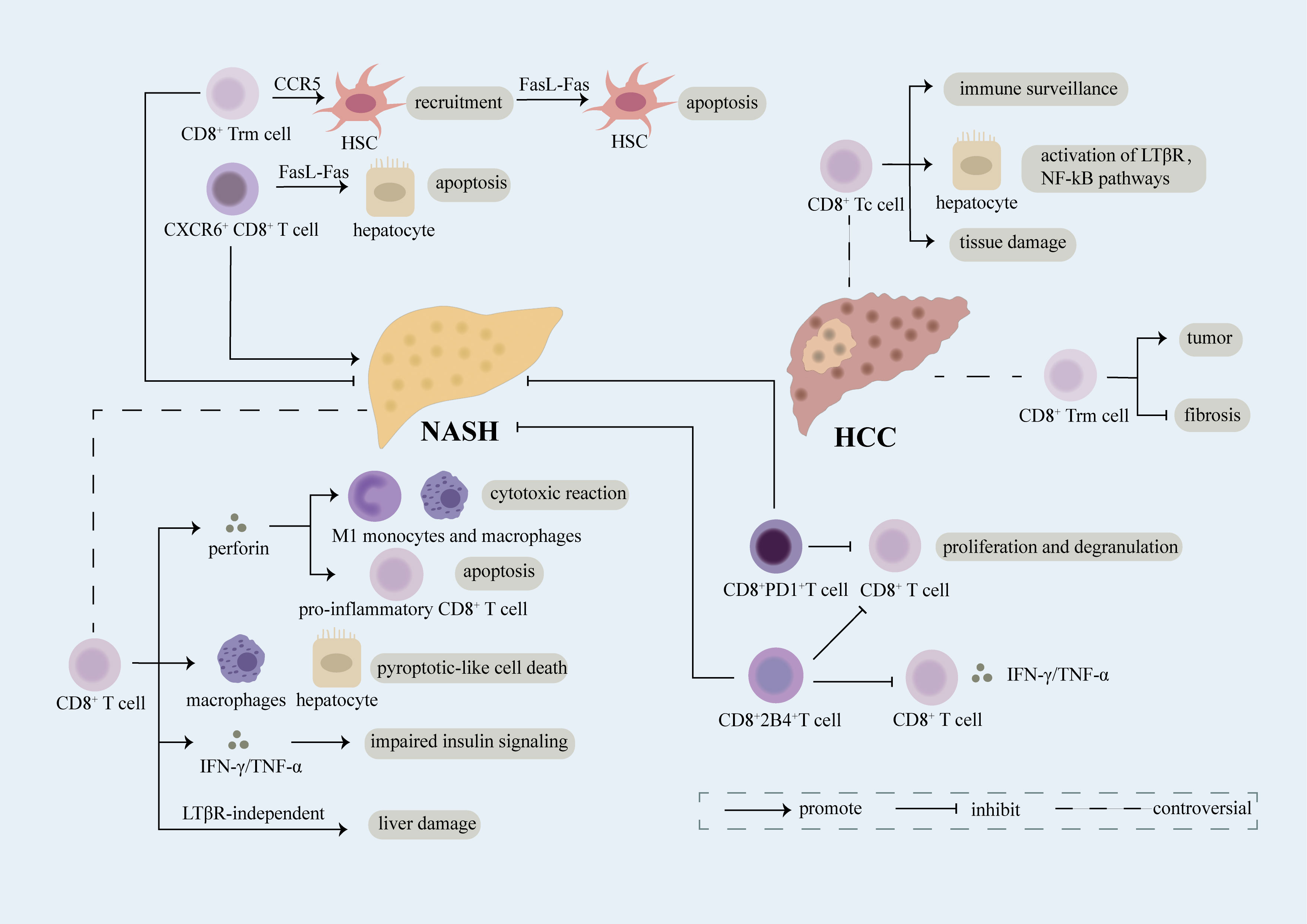 Frontiers Crucial Role Of T Cells In Nafld Related Disease A Review