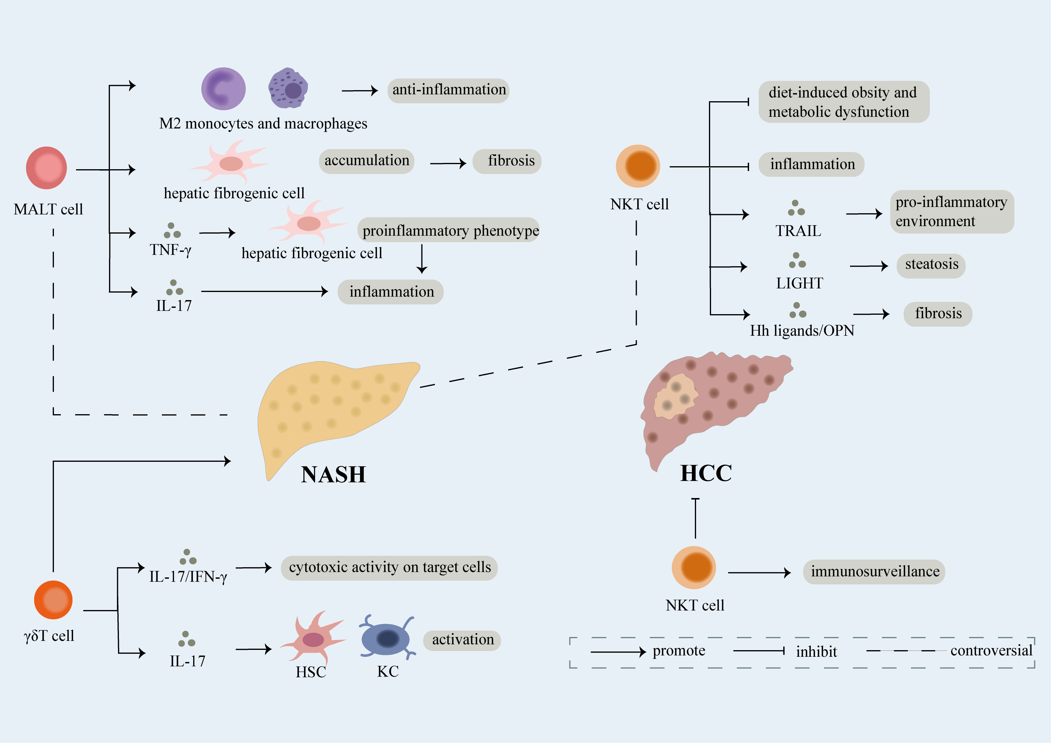 Frontiers Crucial Role Of T Cells In Nafld Related Disease A Review