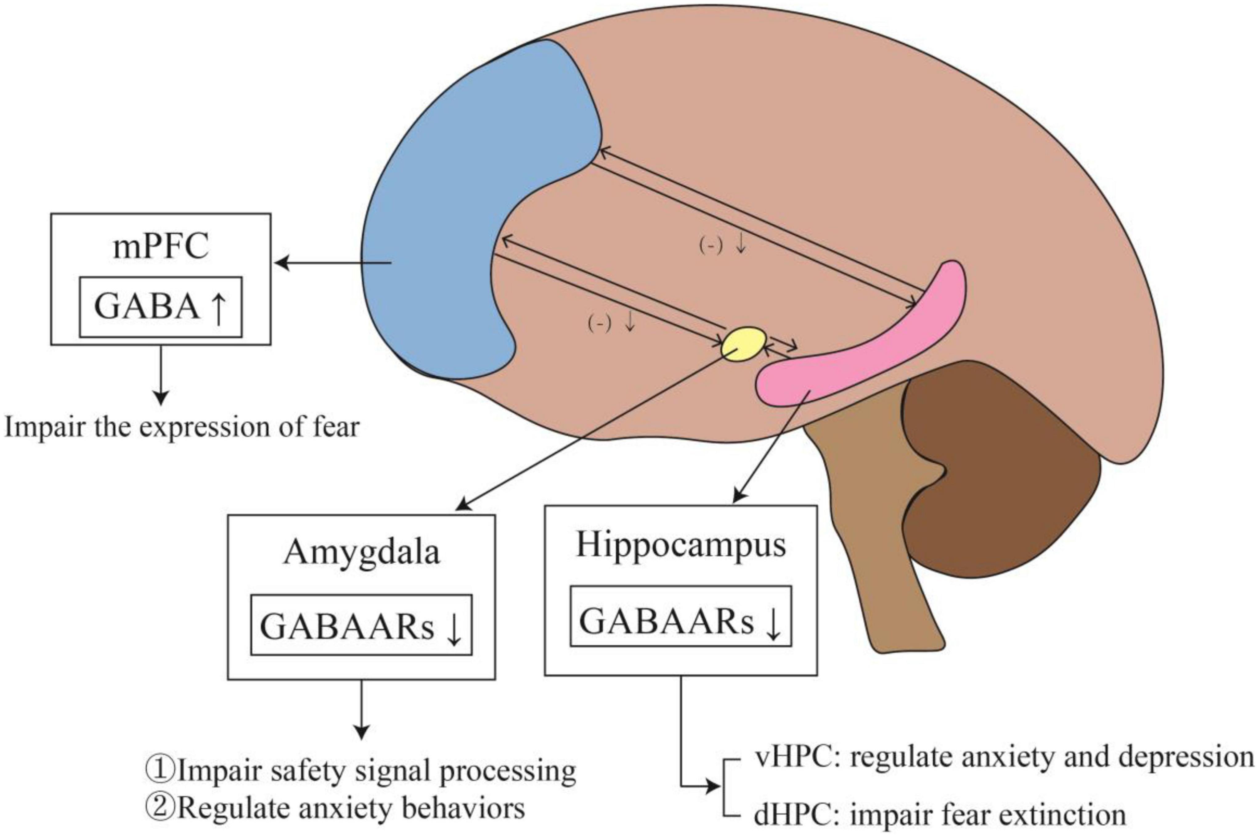 Frontiers | Involvement of the GABAergic system in PTSD and its therapeutic significance