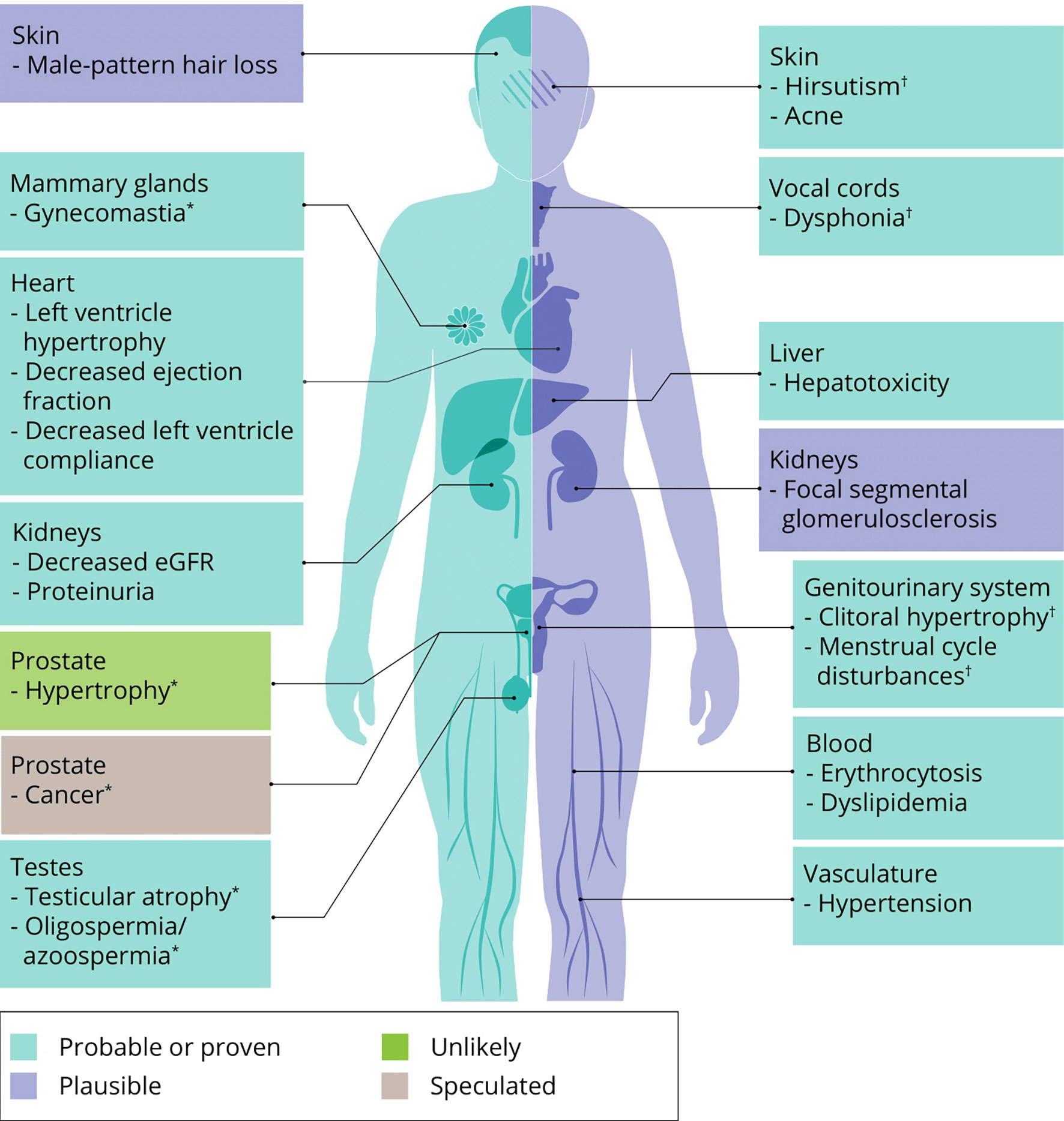 Frontiers Anabolic androgenic Steroids How Do They Work And What Are