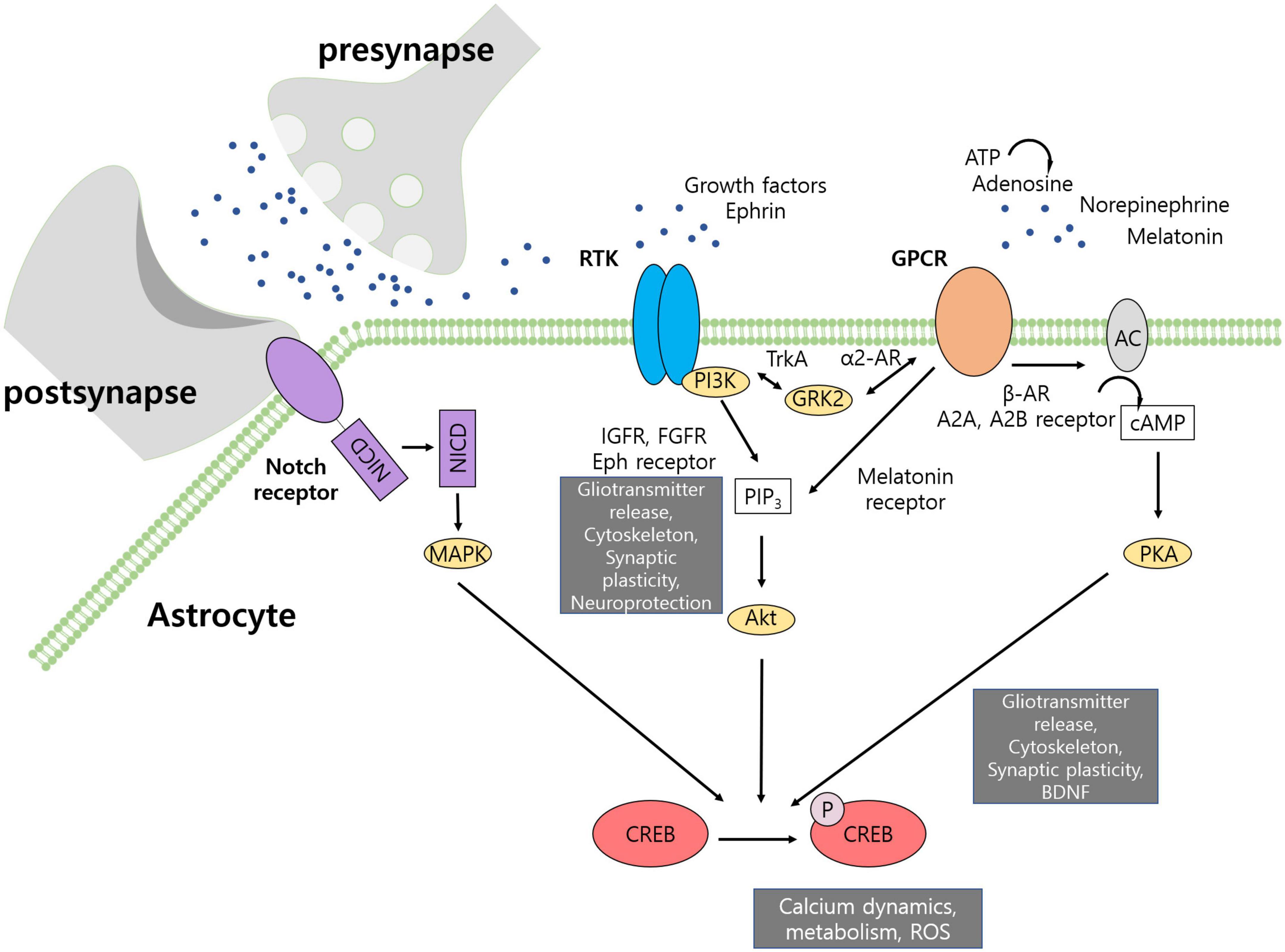 Frontiers Cyclic AMP Response Element binding Protein CREB