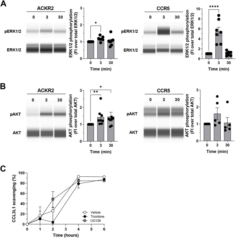 Frontiers Phosphoproteomic Mapping Of Ccr5 And Ackr2 Signaling Properties