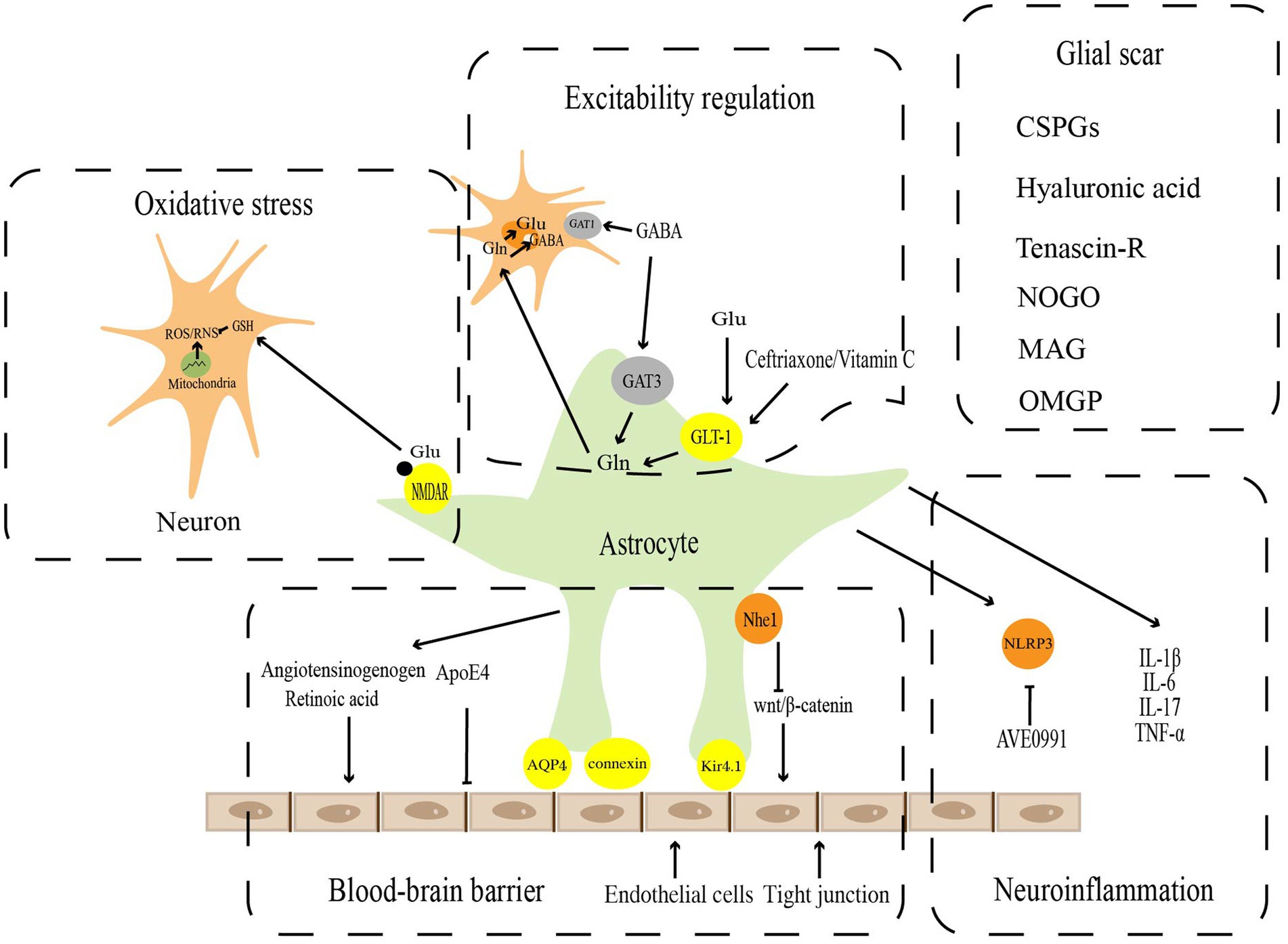 Microrna Mediated Regulation Of Reactive Astrocytes In Central Nervous System Diseases Cn1699