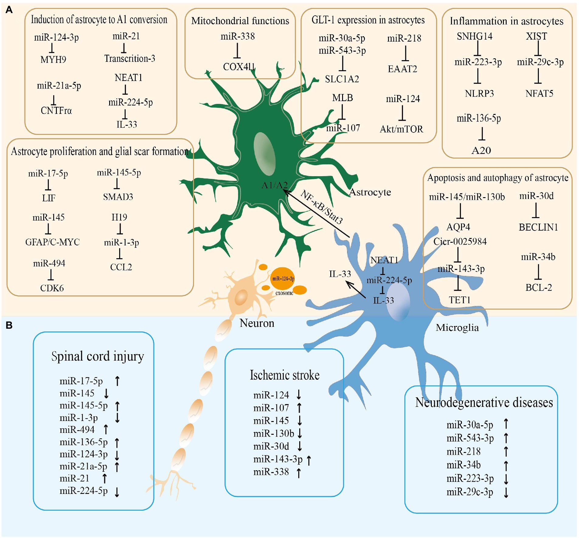 Microrna Mediated Regulation Of Reactive Astrocytes In Central Nervous System Diseases Cn1699