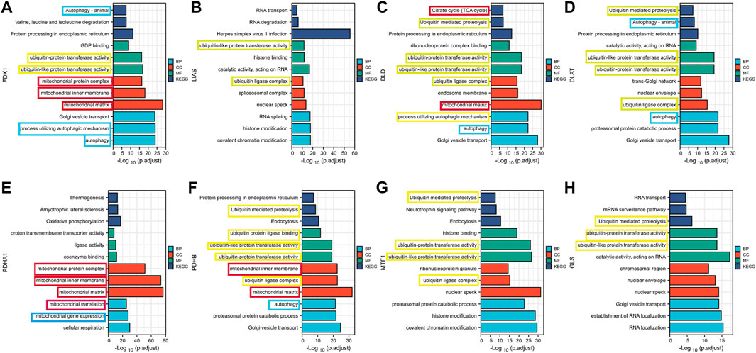 Frontiers The Cuproptosis Related Genes Signature Predicts The