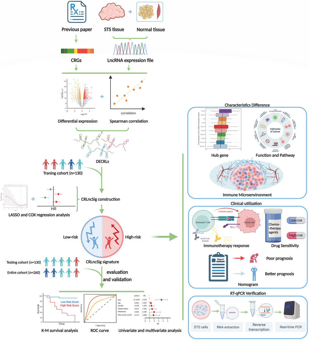 Frontiers Comprehensive Analysis Of A Novel Cuproptosis Related