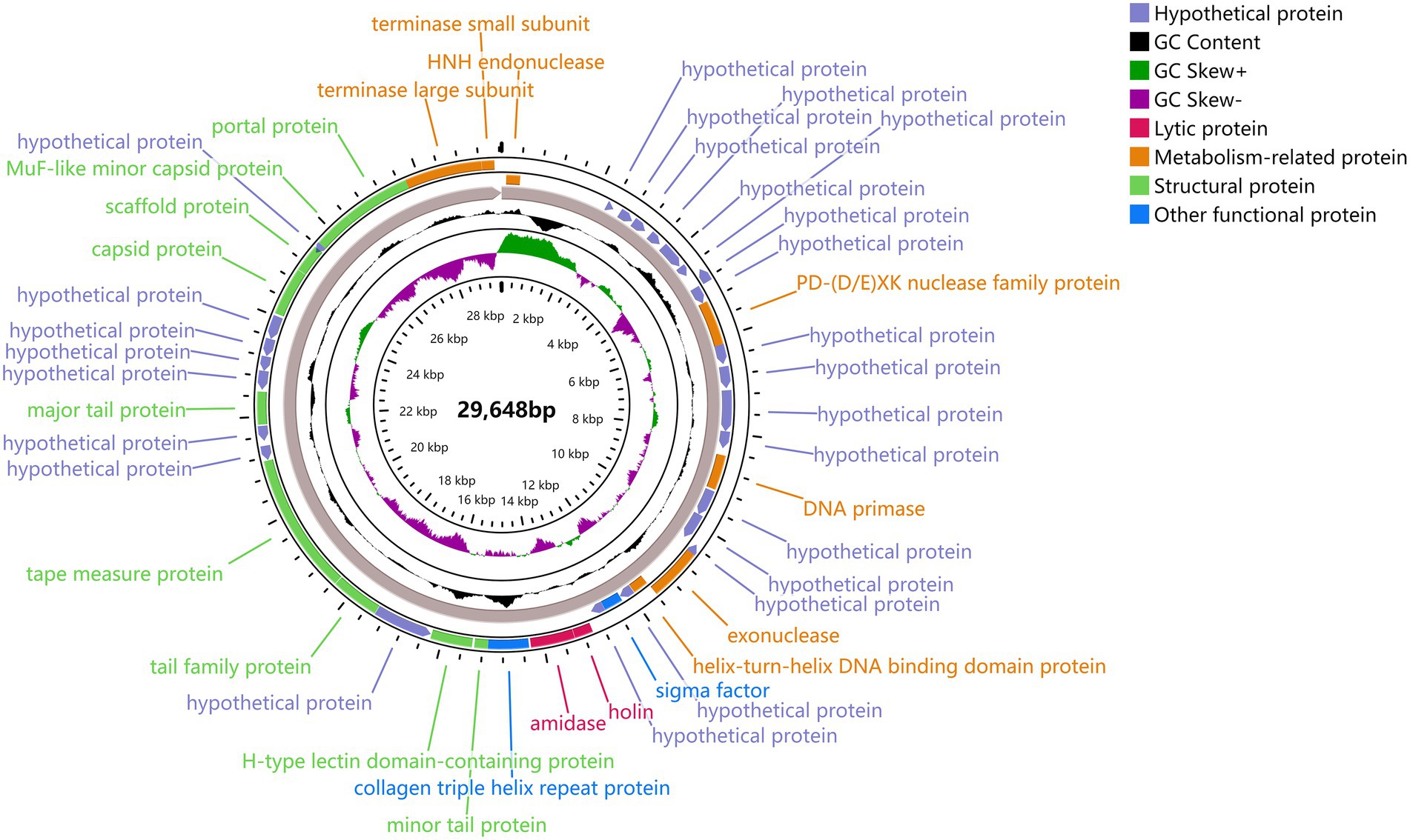 Frontiers | Whole–genome sequencing, annotation, and biological characterization of a novel ...