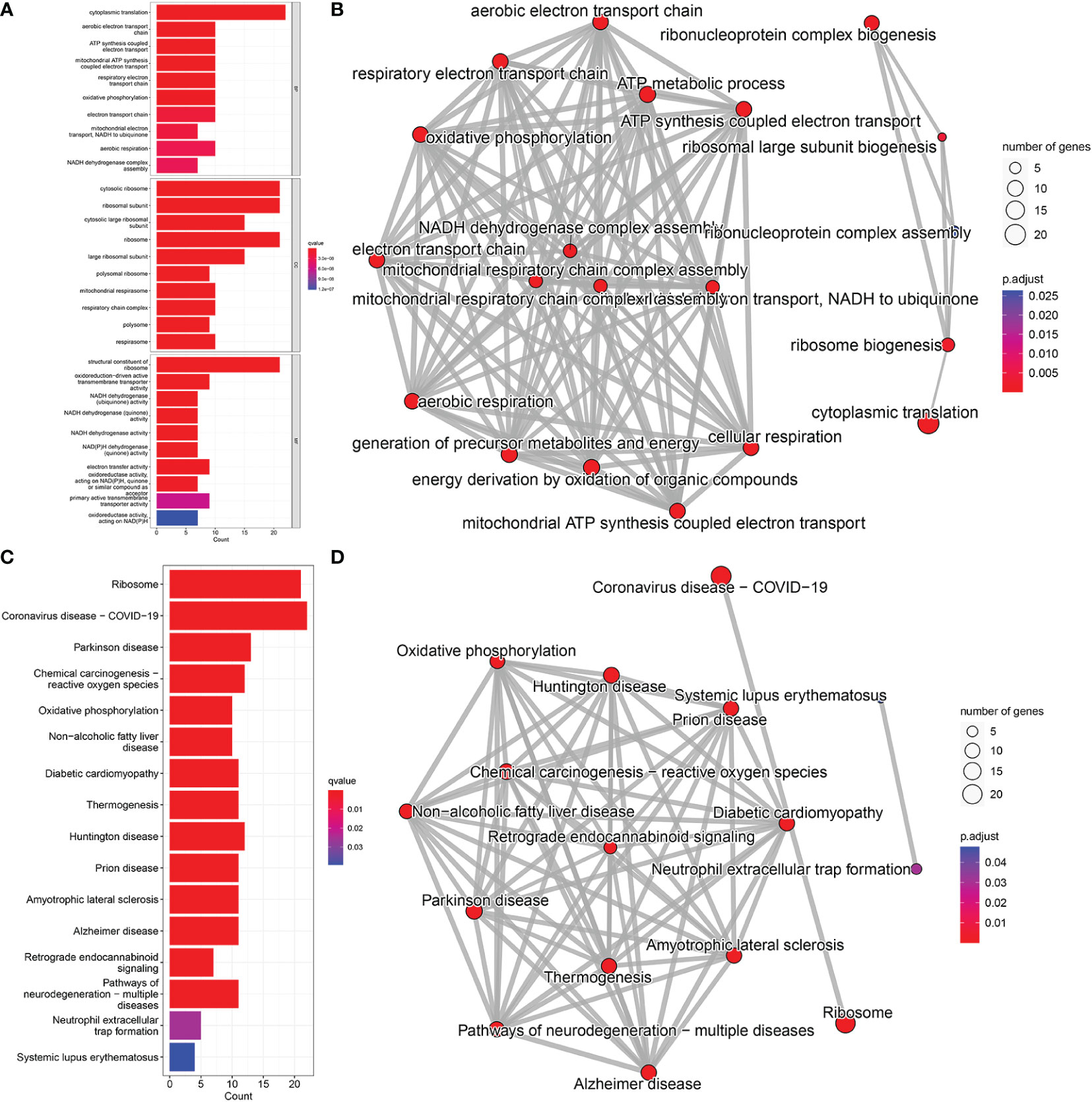 Frontiers | High expression level of the FTH1 gene is associated with ...