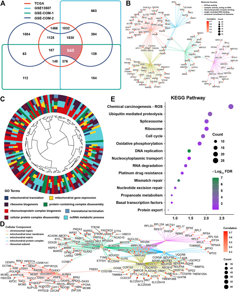 Frontiers Construction Of Cuproptosis Related Gene Signature To