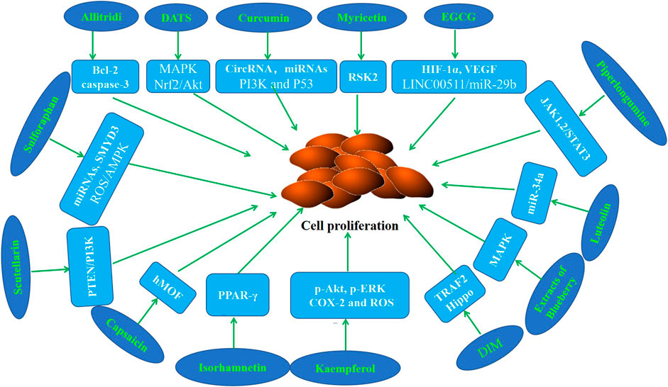 Frontiers Anticancer Applications Of Phytochemicals In Gastric Cancer