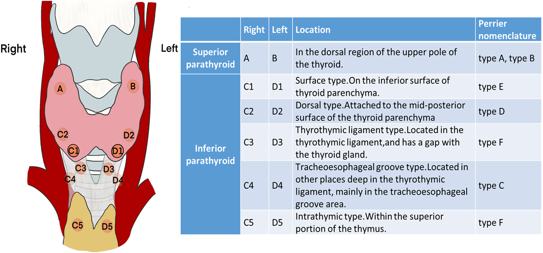 Parathyroid Gland Definition Function Location Biolog