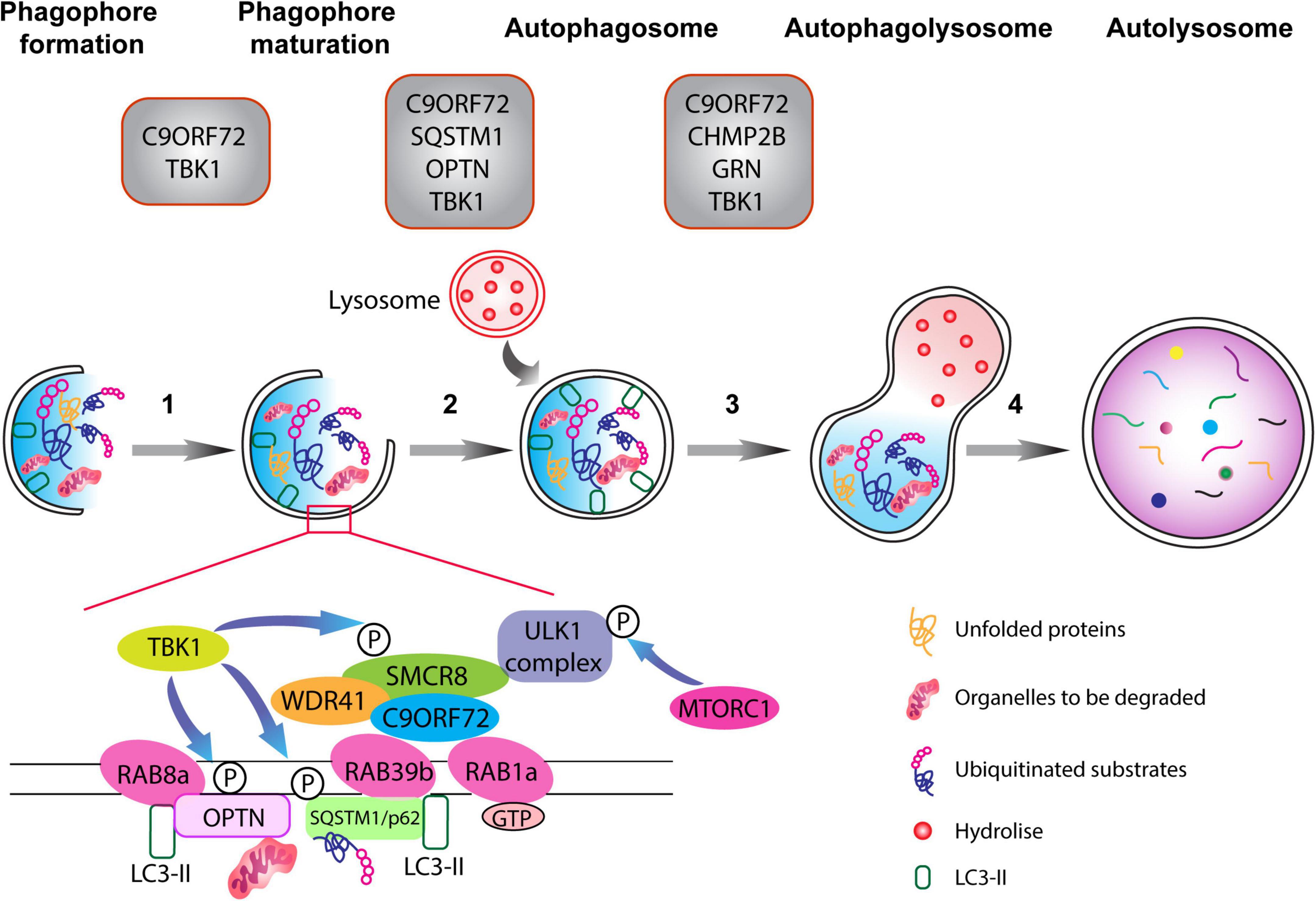 Frontiers Autophagy And Neurodegeneration Unraveling The Role Of