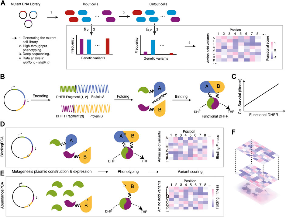 Frontiers Deep Mutational Scanning A Versatile Tool In 