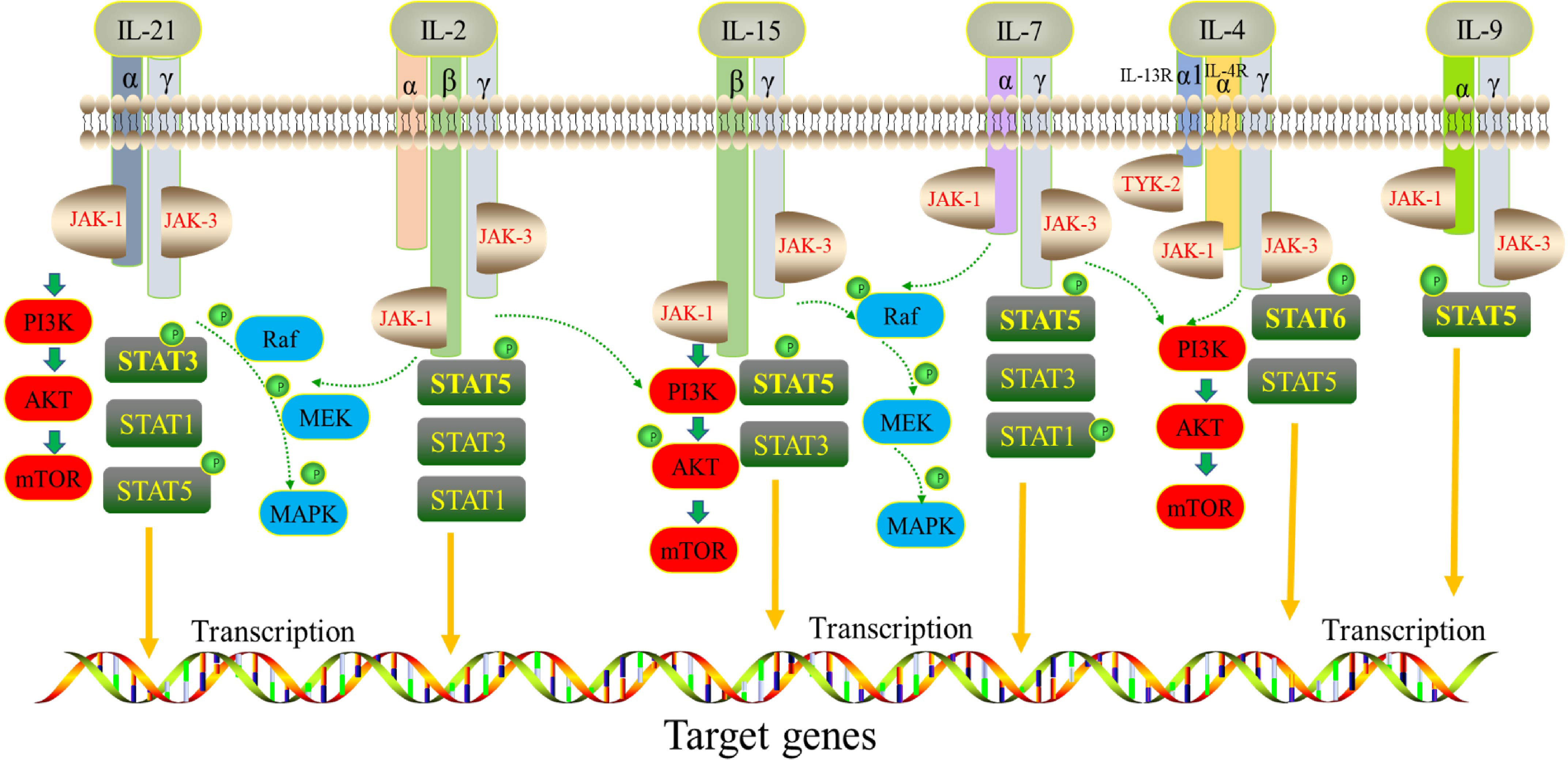 Crystal Structure Of The Il 2 Signaling Complex Paradigm 56 Off